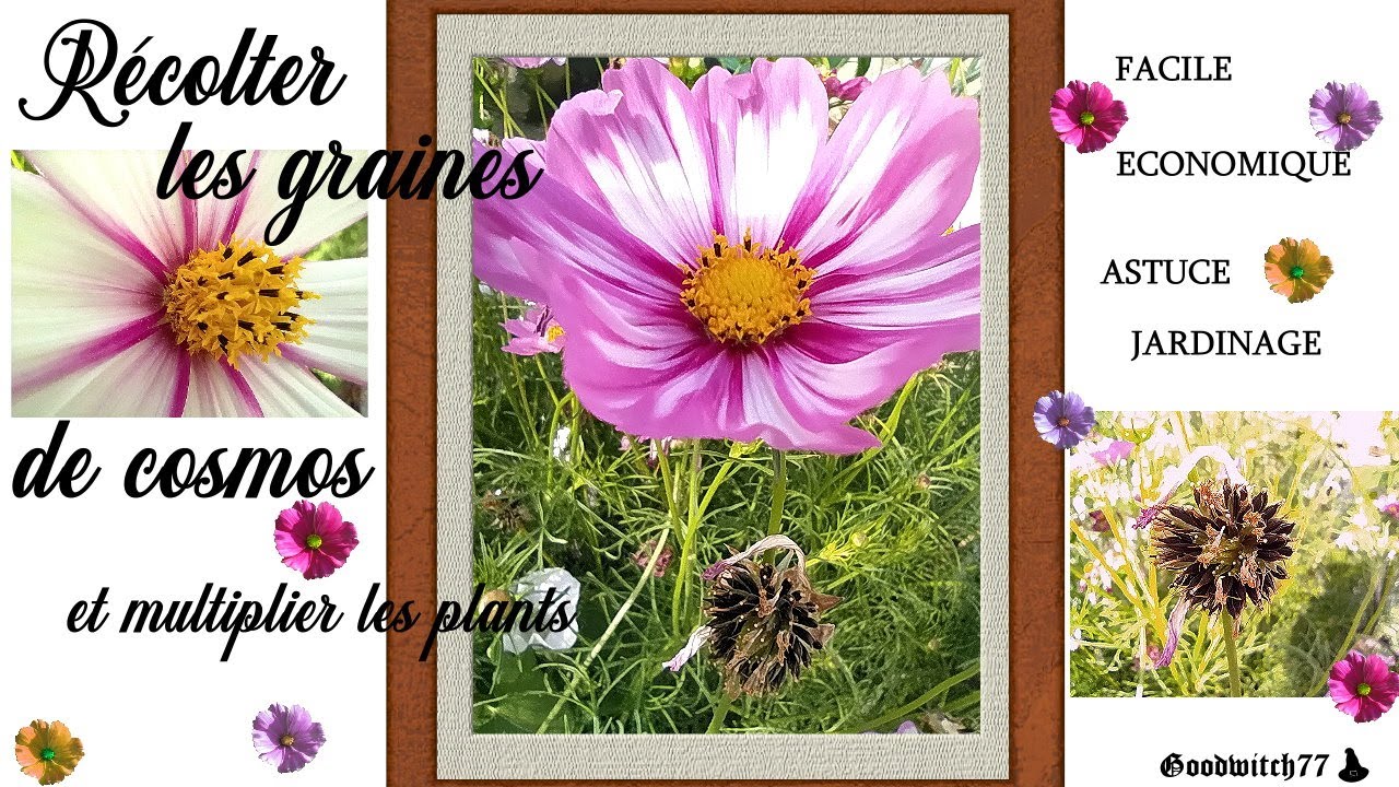 Comment récolter les graines des fleurs cosmos pour multiplier les ...