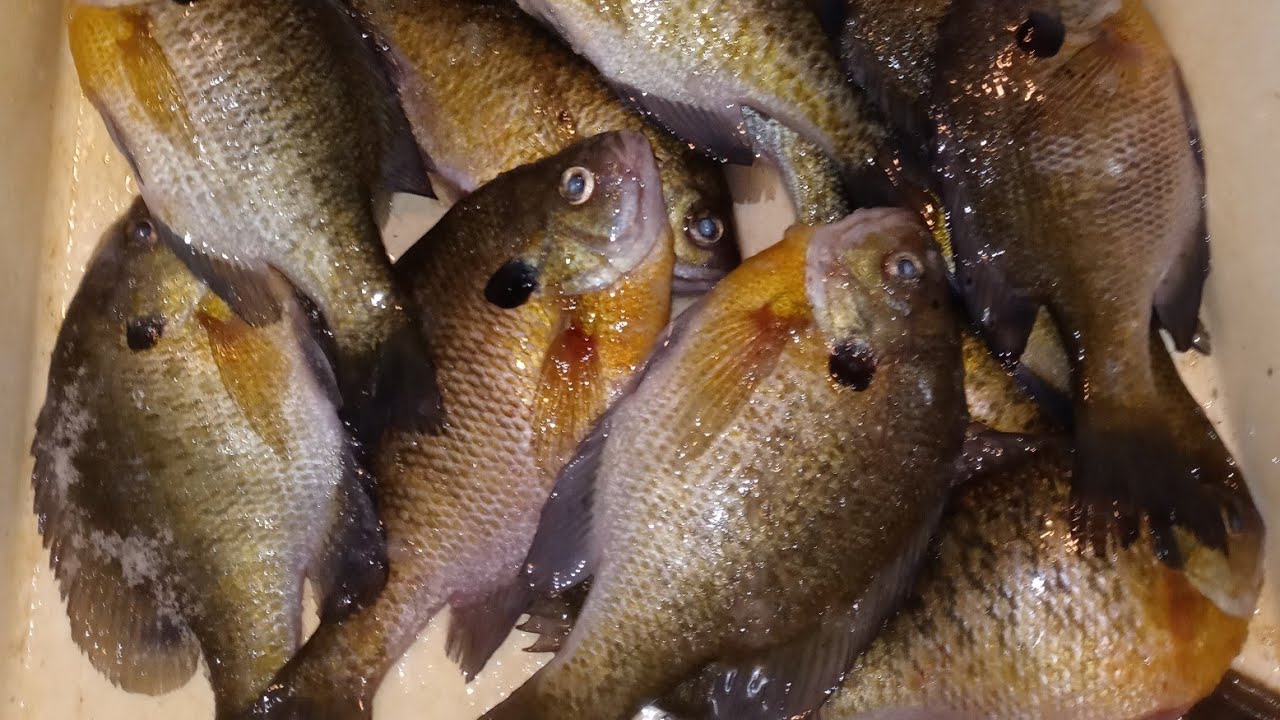 big michigan bluegills - YouTube