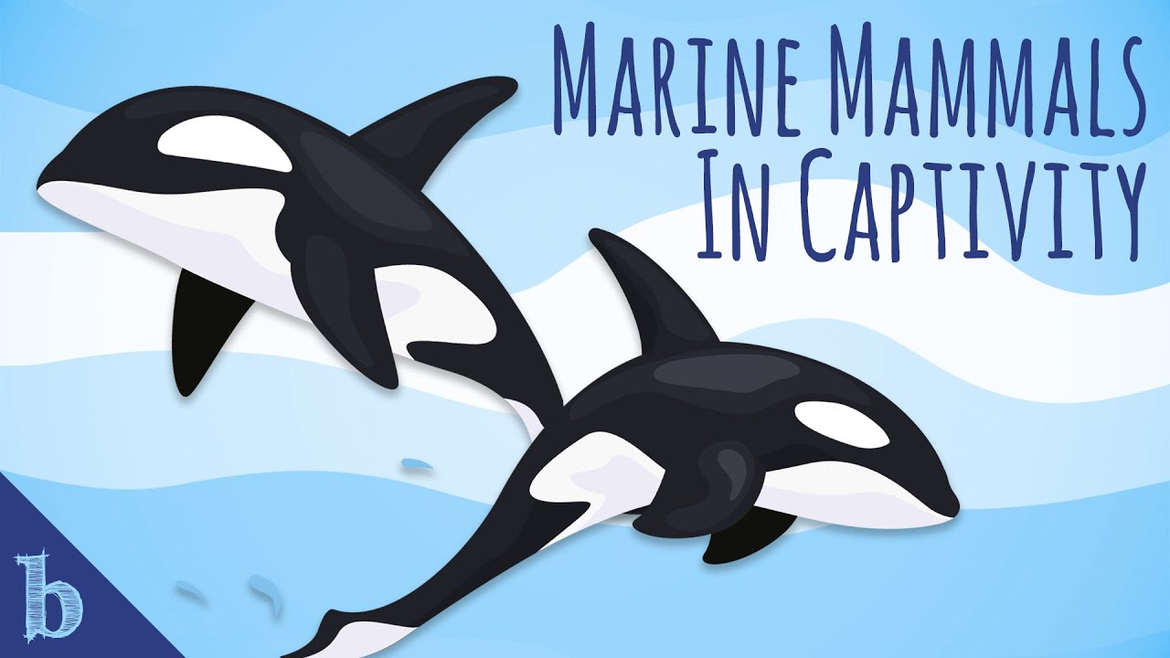 Marine Mammals in Captivity | Ocean Talks With Tash - YouTube