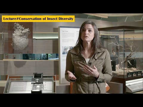 How Is The Role Of Insects Connected To Biodiversity