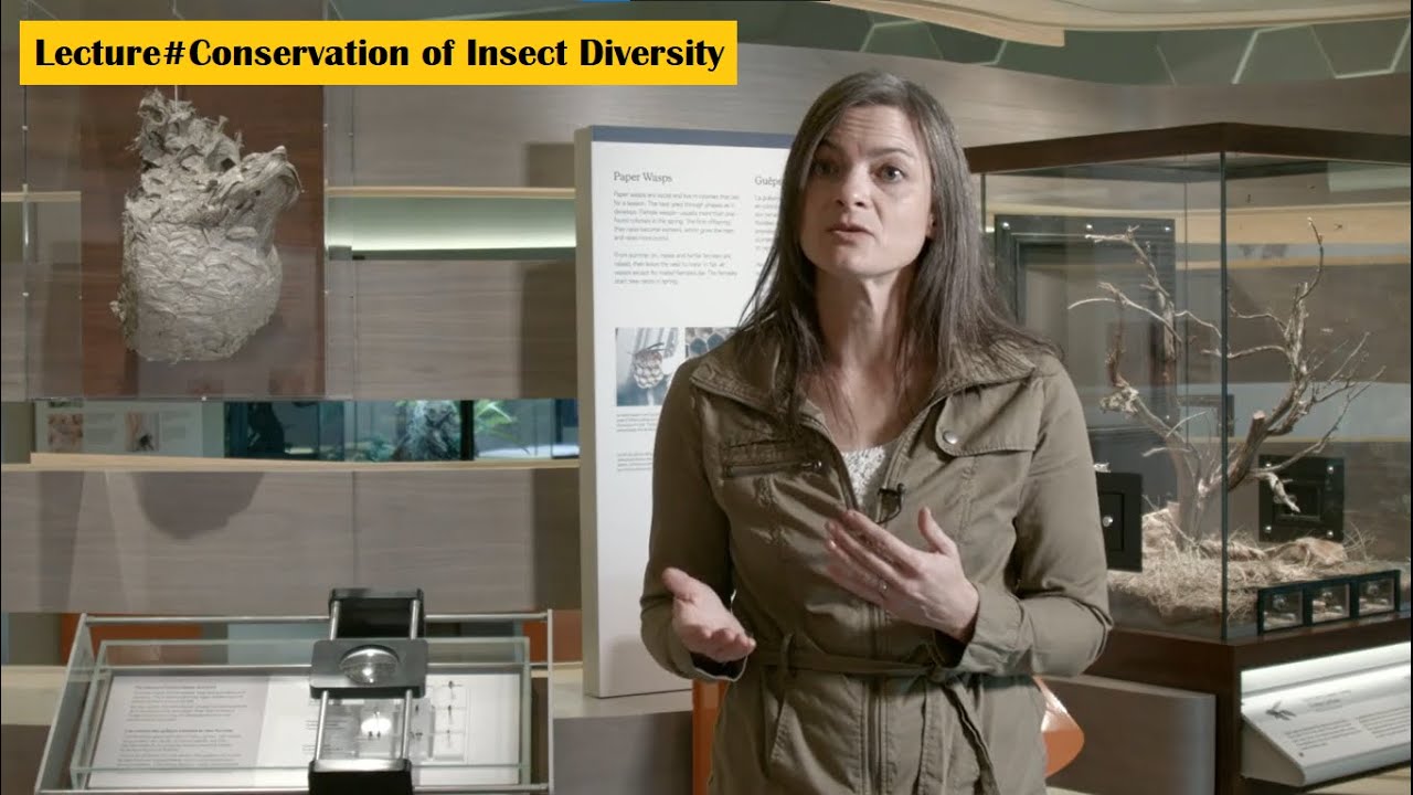 Conservation of Insect Diversity | threatened species | insect ...