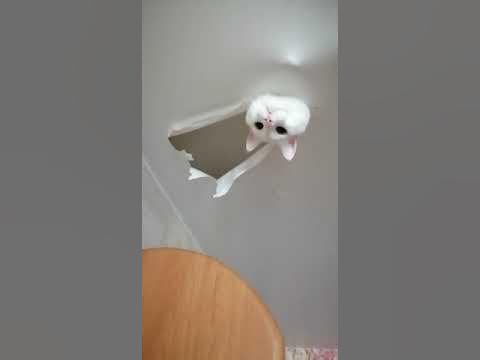 кот на потолке 😂 - YouTube