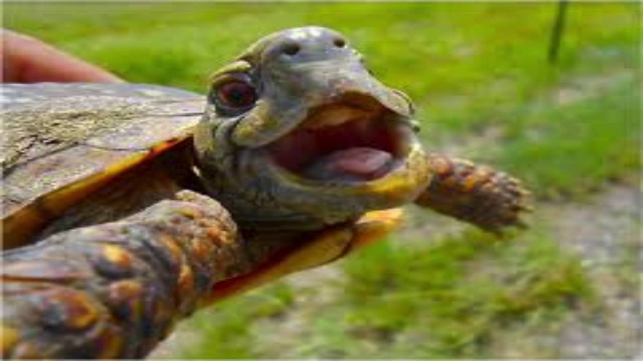 The RoboNews How Fast Can A Turtle Run YouTube The RoboNews How Fast Can A Turtle Run YouTube