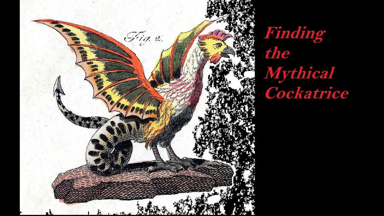 Finding the Mythical Cockatrice - YouTube