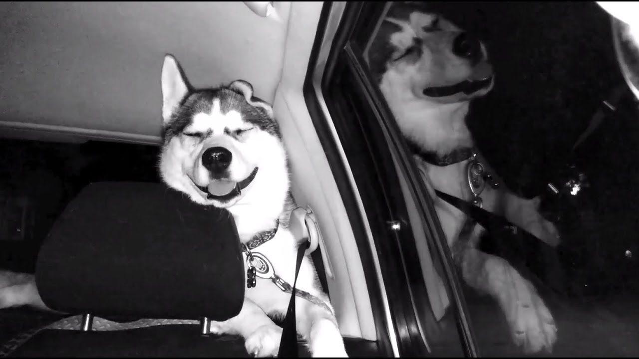 Happy Haunted Husky Halloween: Lunatic's 1st Halloween - YouTube