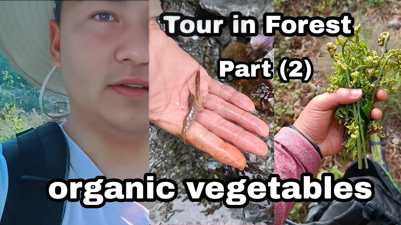 forest life in Bhutan/Bhutan vlogs/green forest life/vlogs/weekly vlogs ...