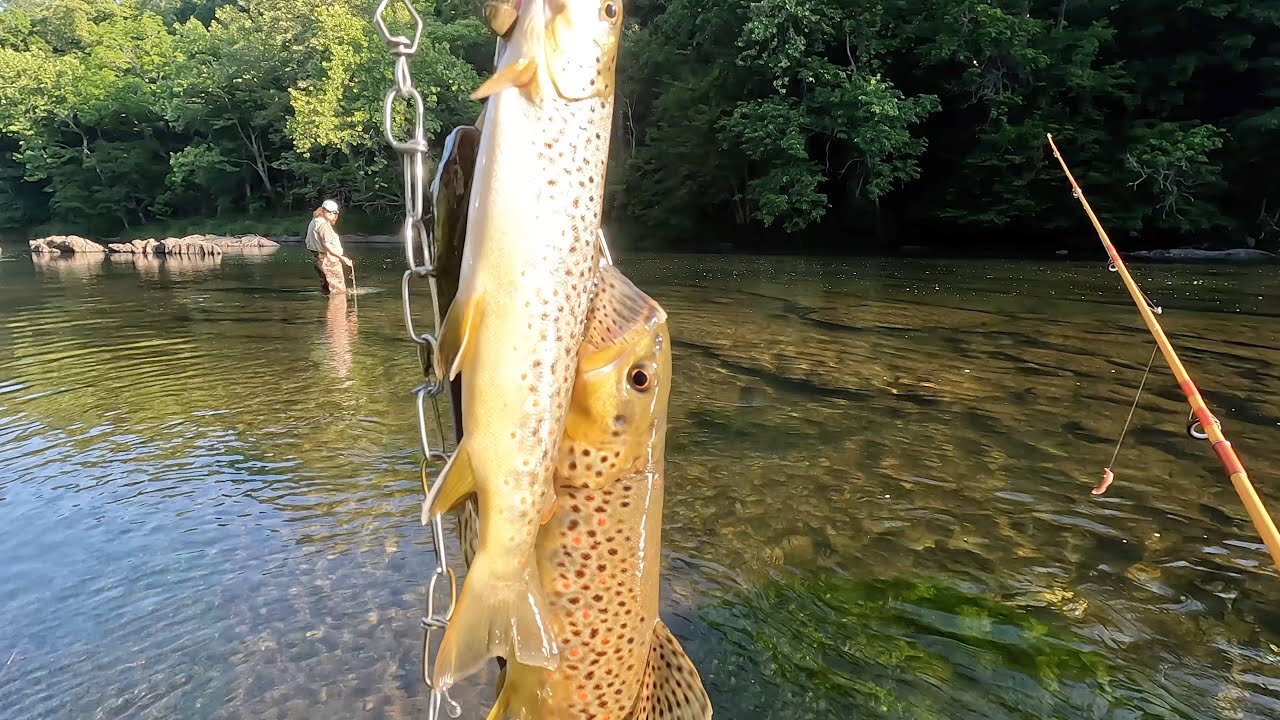 The Best Way To Catch Wild Brown Trout (Nightcrawlers) #fishing # ...