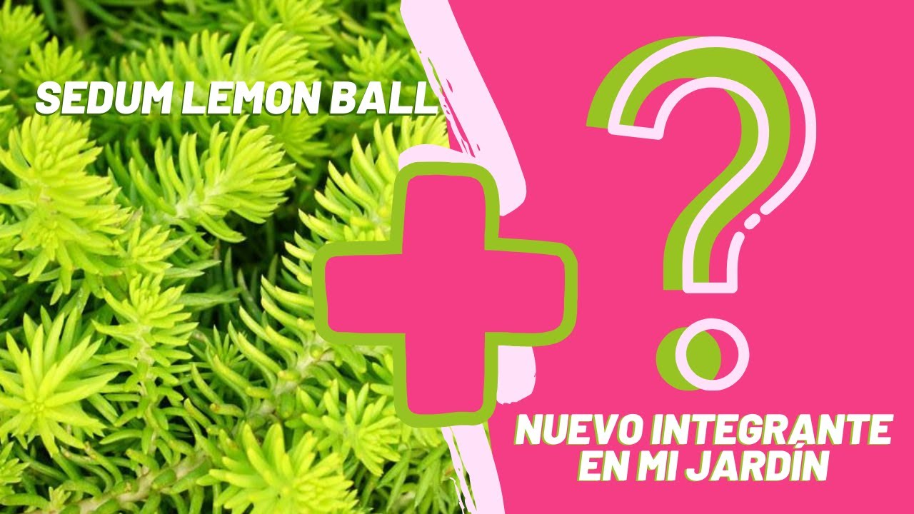 Sedum Lemon Ball + Llegó el nuevo integrante del jardín!!!!!! - YouTube