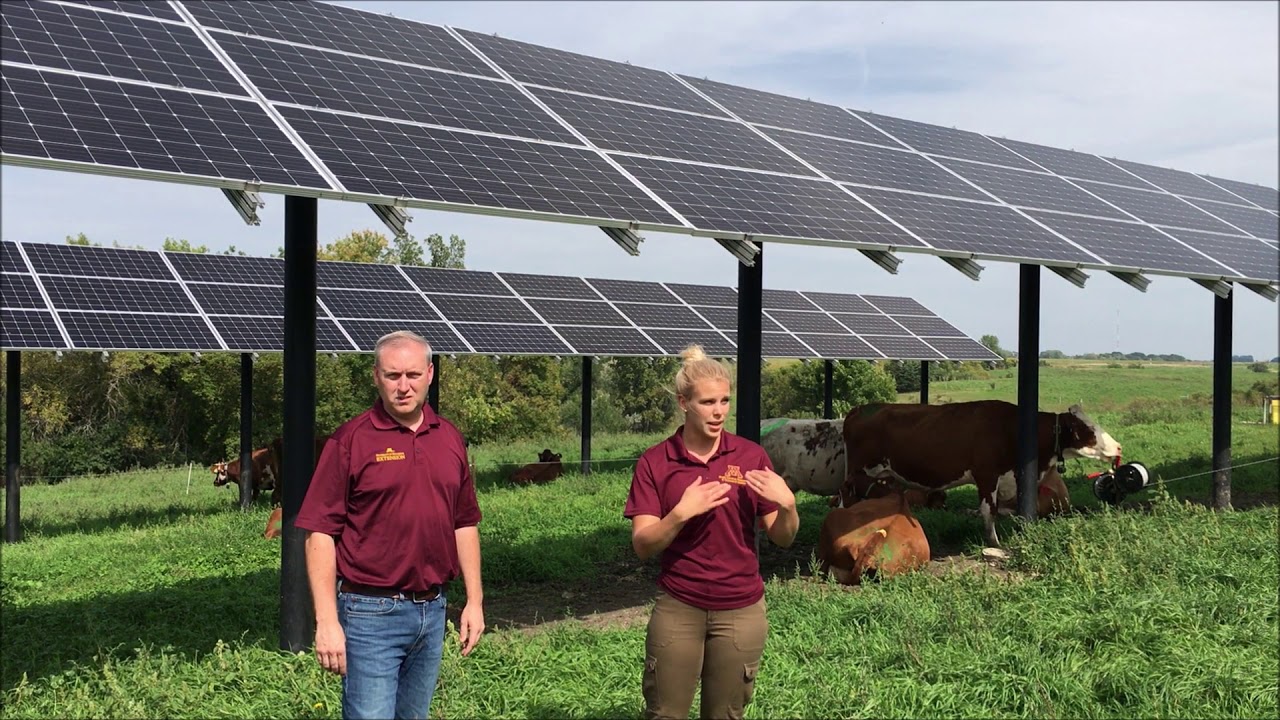 Solar Shading for Dairy Cows - YouTube