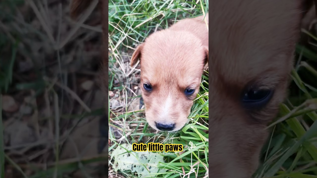 Cute little paws| Newborn puppies| Dogs and puppies videos|cute dog and ...