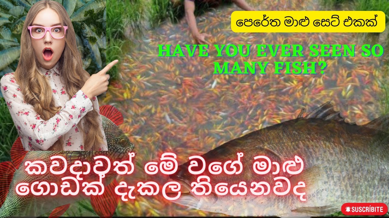 කවදාවත් මේ වගේ මාළු ගොඩක් දැකල තියෙනවද / Have you ever seen so many ...