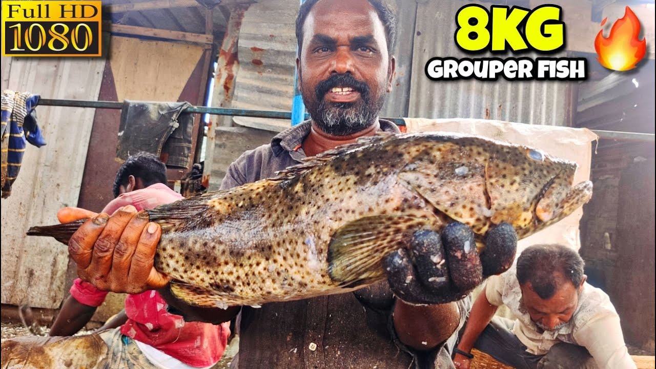 $15 8kg GROUPER FISH CUTTING💥| KASIMEDU SELVAM FISH CUTTING | FISH ...