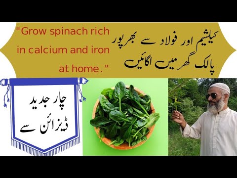 "Grow spinach rich in calcium and iron at home." - YouTube