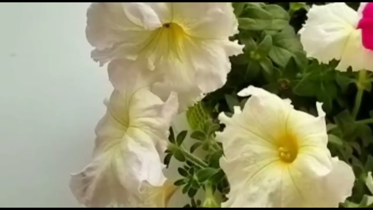 yes😄,it is possible to get flowers from petunia till June - YouTube