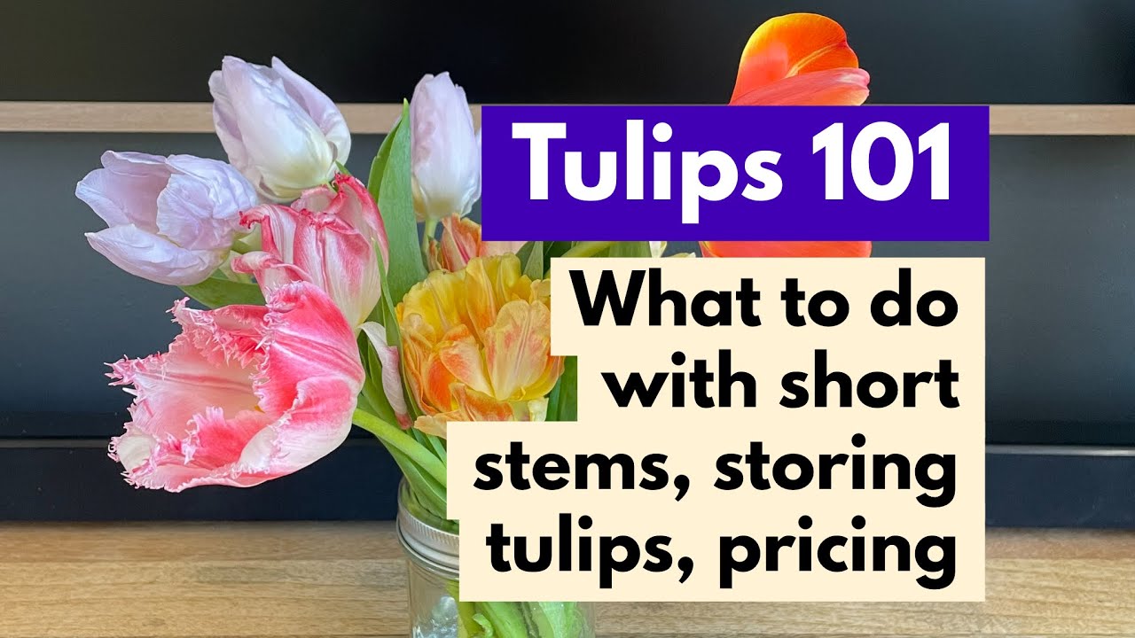 Tulips 101: What to do with short stems, storing tulips, pricing - YouTube