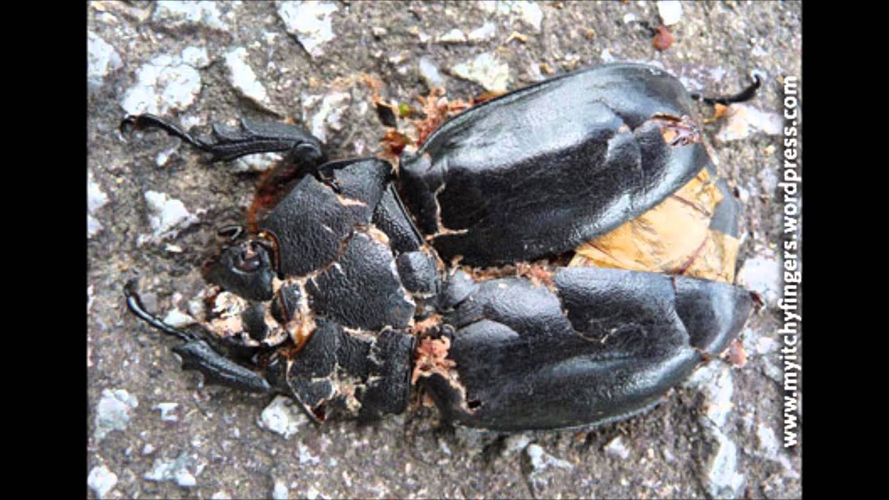 SCP 489 BUG BASH - YouTube