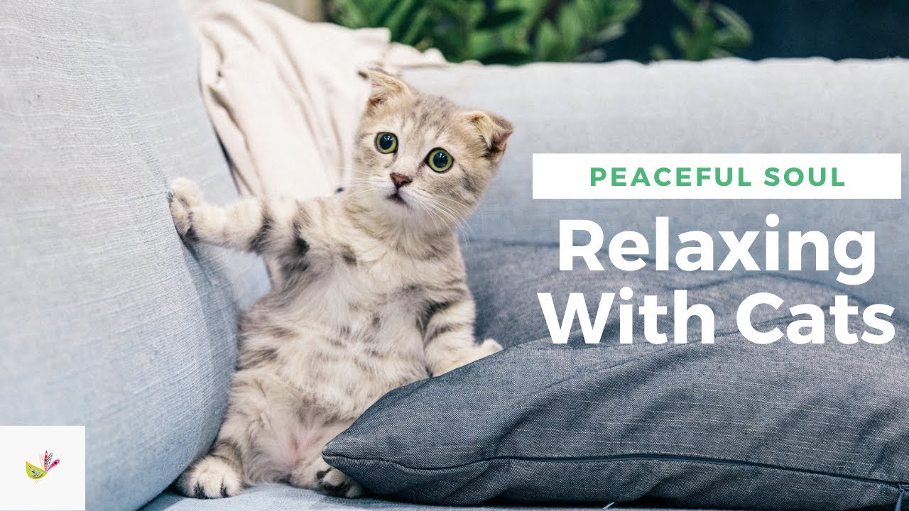 Relaxing With Cats and Calm Music | Cute Kittens and Cats | Relaxing ...