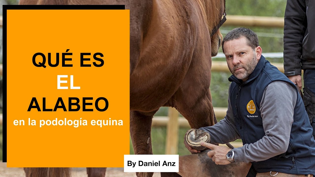 Qué es el ALABEO en la podología de caballos 🐎. - YouTube