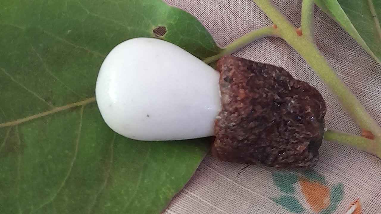 White Bhilawa Seeds In Forest 📲 :-7498694521 Safed Biba Seeds Ready To ...
