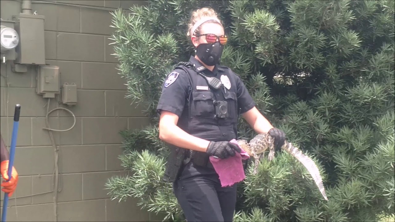 Police capture gator - YouTube