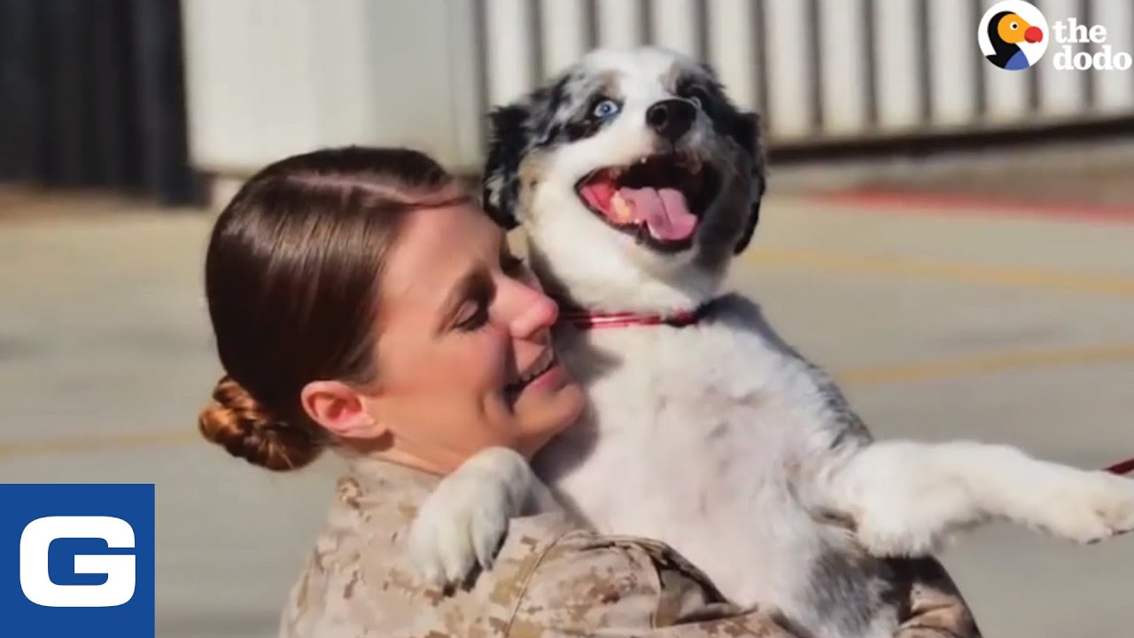 Welcome Home Season 2: A Marine is Reunited With Her Dogs - GEICO ...