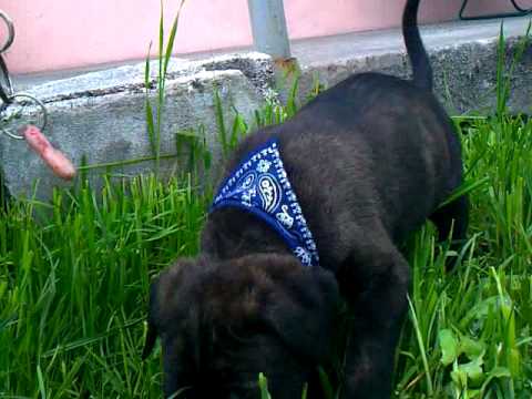 cane corso mix golden retriver 8 weeks old - YouTube
