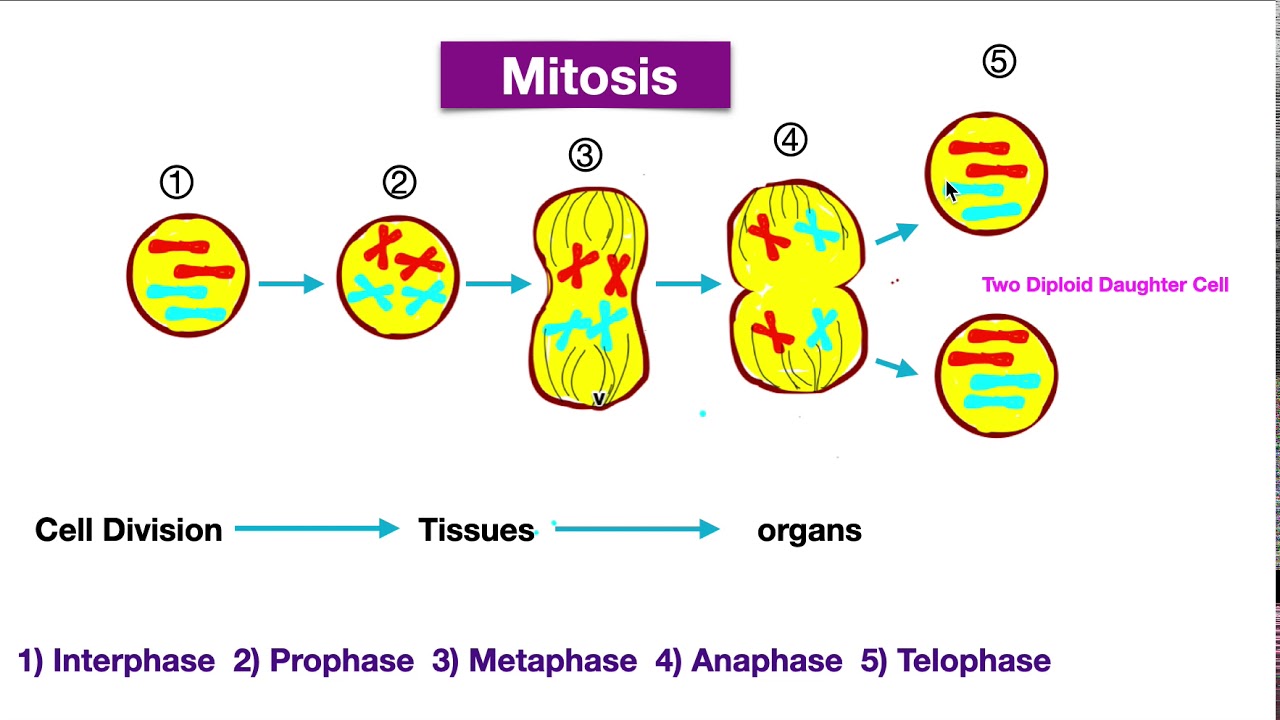 Cell Division :- Part10 Chapter5 Class9 NCERT #science #biology # ...