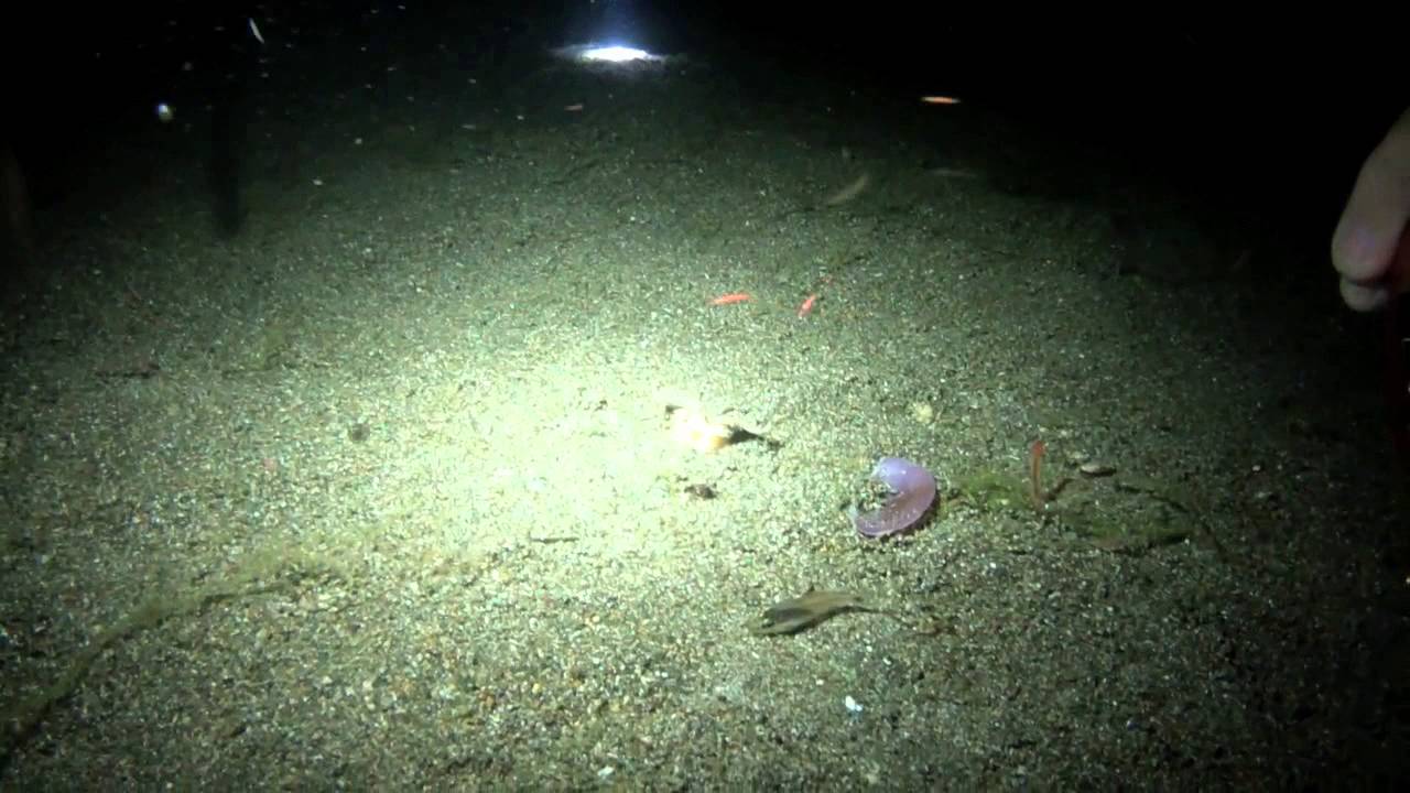 Bobbit Worm, Anilao Pier, Batangas, Philippines - YouTube