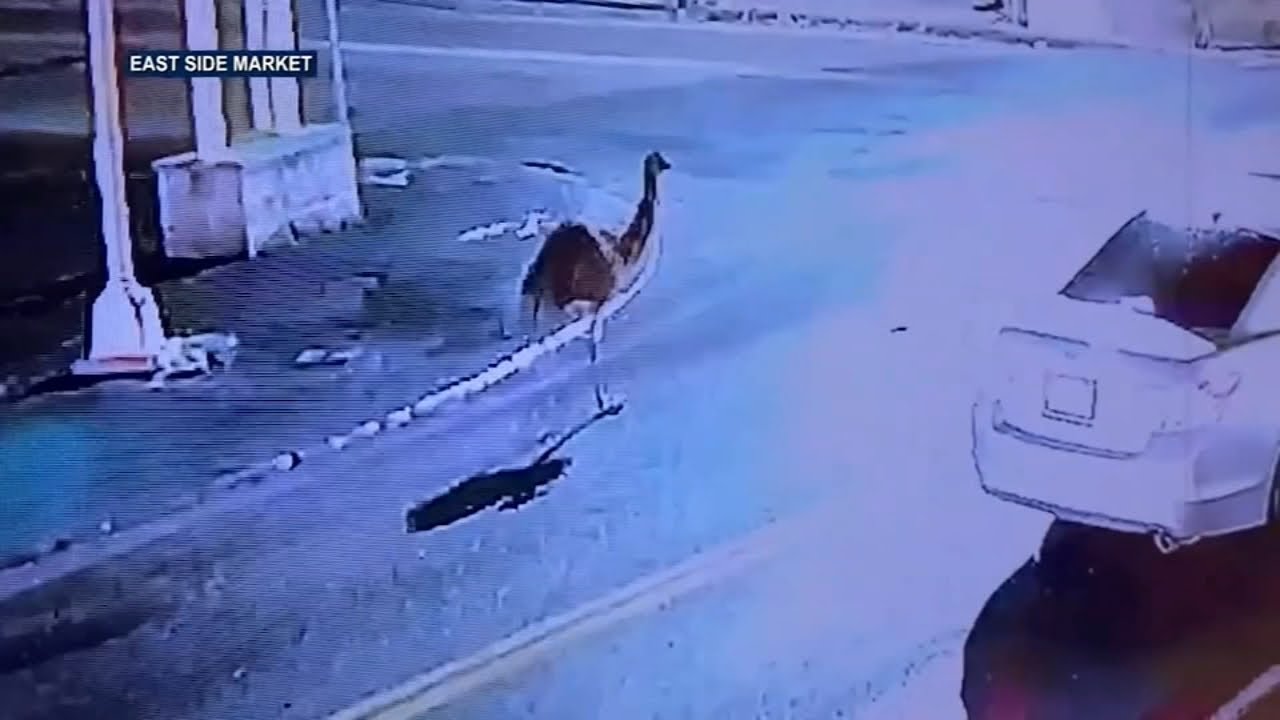 'She was terrified': Emu escapes enclosure, wanders through town - YouTube
