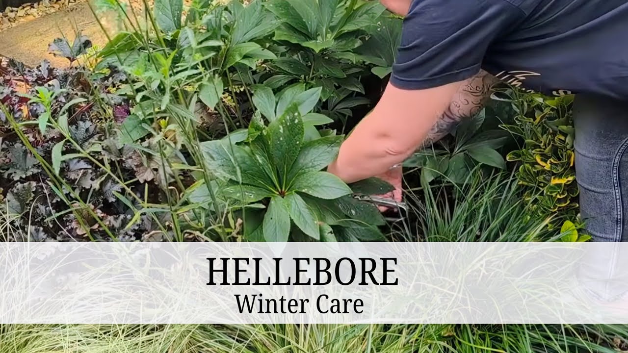 165. Pruning the Hellebores Ready For Blooms - YouTube