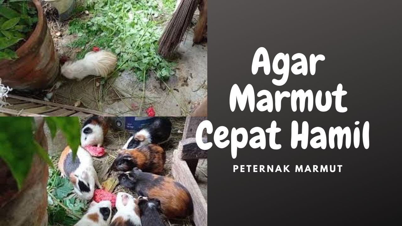 Agar Cepat Hamil Memindahkan Indukan Marmut ke Umbaran - Peternak ...