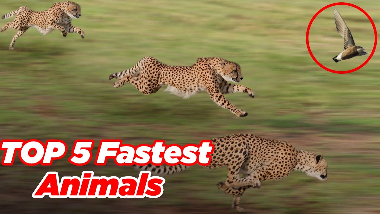 Top 5 Fastest Animals ǀ Pronghorn Antelope ǀ Cheetah ǀ Sail Fish ǀ ...