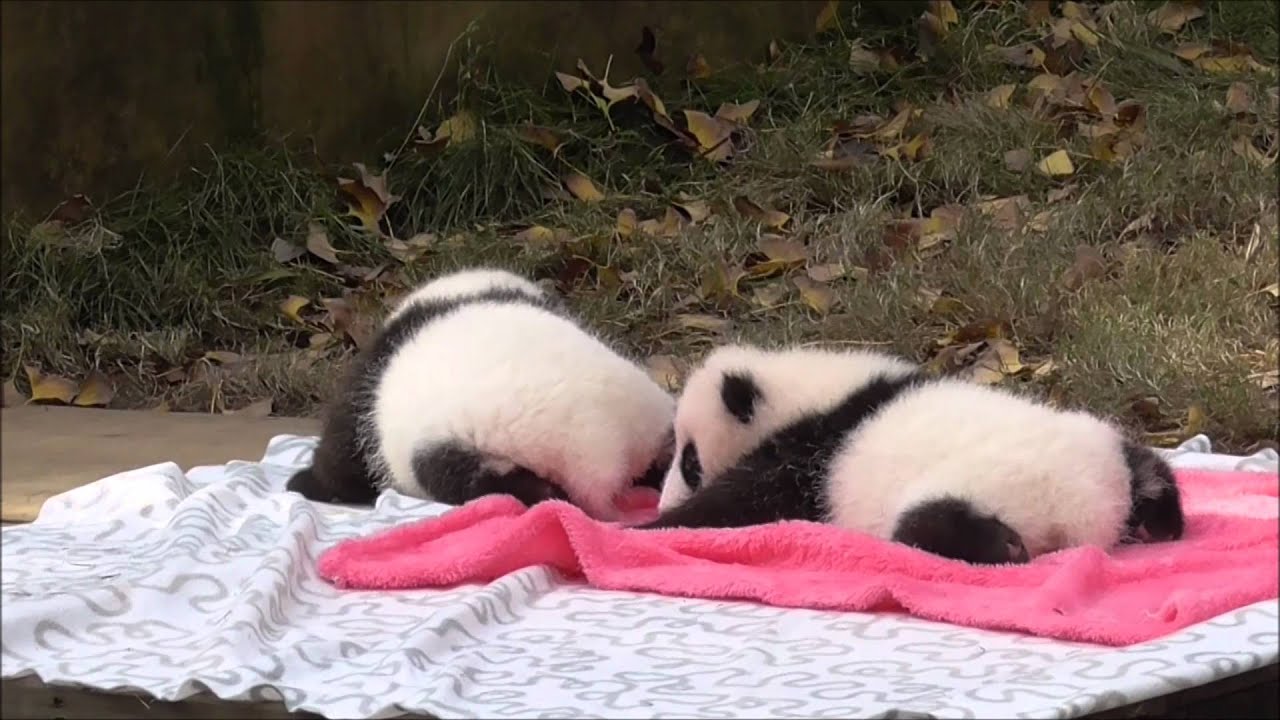 Giant Panda: Smallest - YouTube