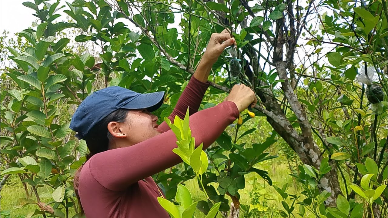 Detaching of rooted marcotted CALAMANSI from it's mother plant - YouTube