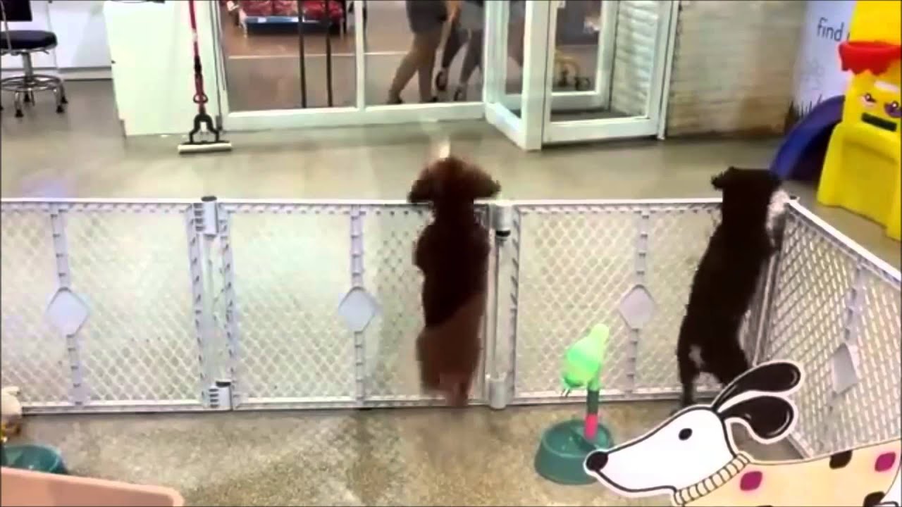 Happy Dog dancing Oppa Gangnam Style - YouTube