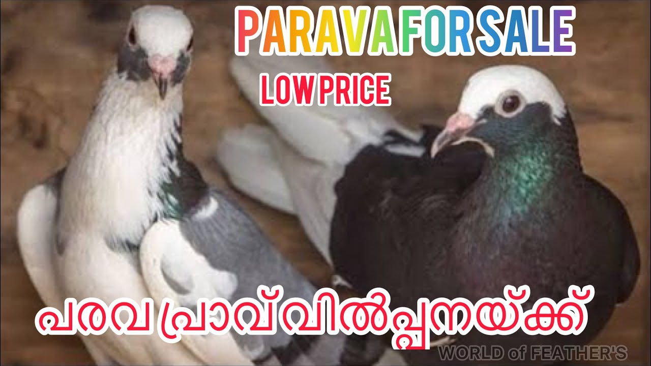 PARAVA PRAV FOR SALE / പരവ പ്രാവ് വിൽപ്പനയ്ക്ക് / low price parava ...
