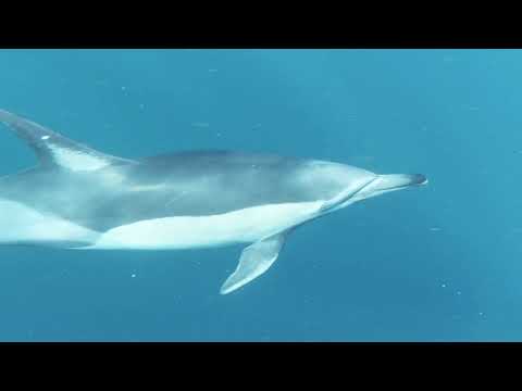 Blue whale jumping in the water shorts video