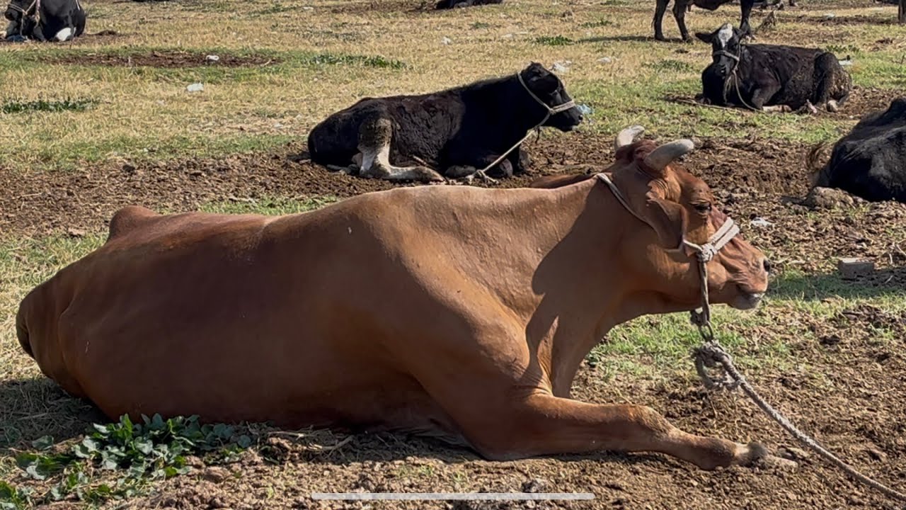 Majestic Cows & Buffaloes | Peaceful Farm Life in HD - YouTube
