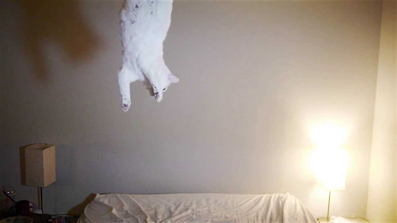 Cat Throwing in Slow Motion - Daisy the Flying Kitty - YouTube