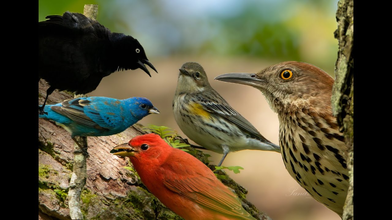 Birds Chirping, Bird Songs, Cat TV, Colorful Spring Birds at the Picnic ...