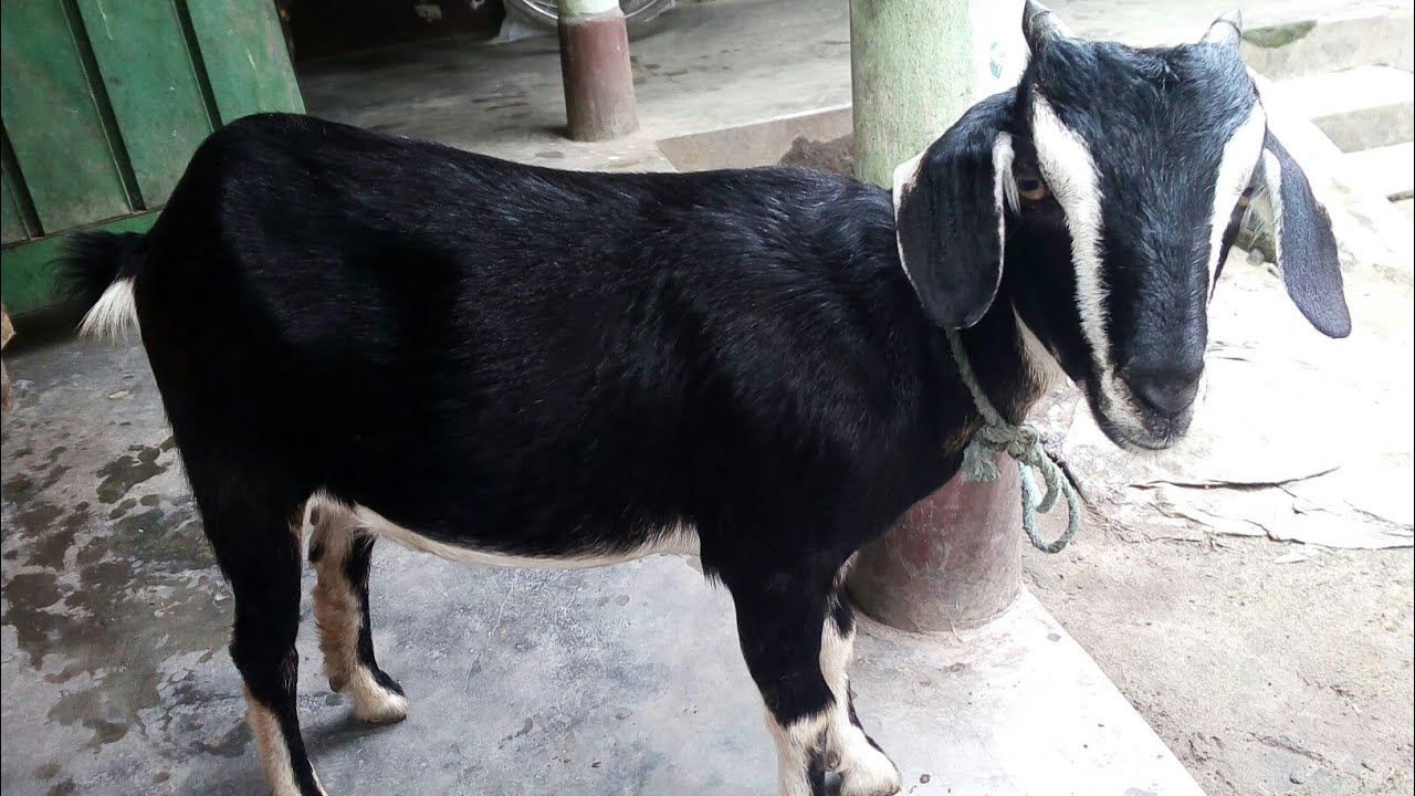 Amazing fast goat meat cutting skills at home. - YouTube