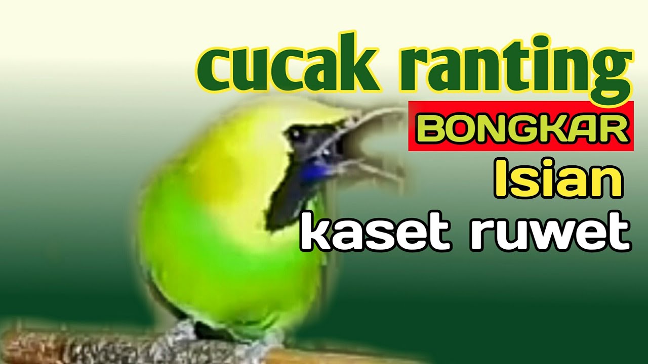 burung cucak ranting bongkar isian tembakan rapat - YouTube