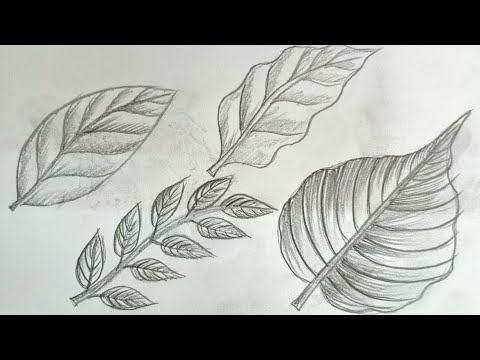 Class- 6. How to draw different types of leaves/ Leaves Drawing - YouTube