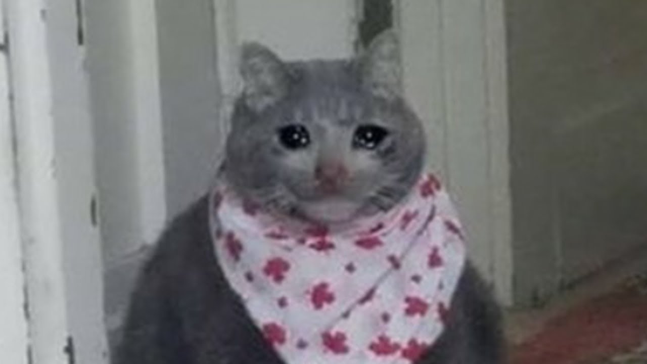 Passende Morsomme Kattebilder 10 ARTEN VON ELTERN + Outtakes YouTube