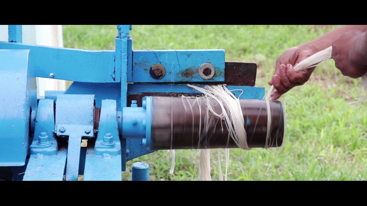 Abaca Stripping in Catanduanes - YouTube