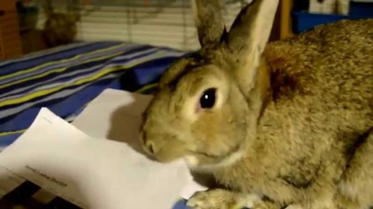 Bad bunny making guilty faces - YouTube