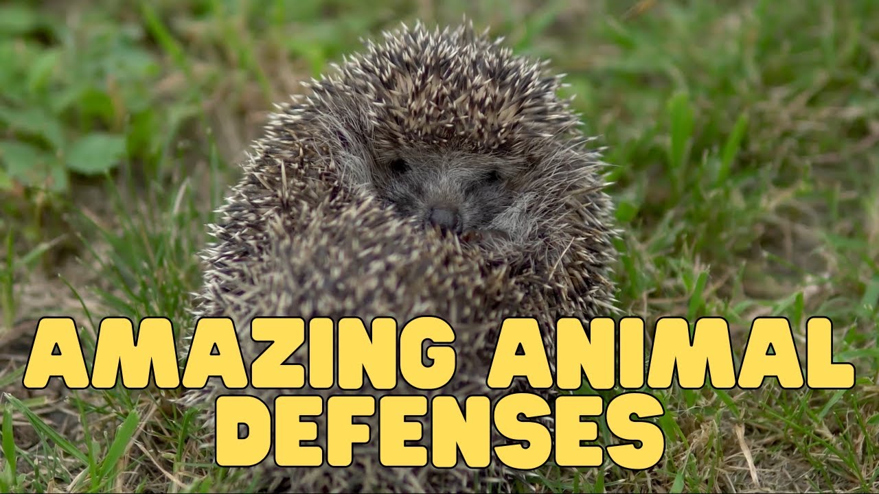 Amazing Animal Defenses | Learn about ways animals defend themselves ...