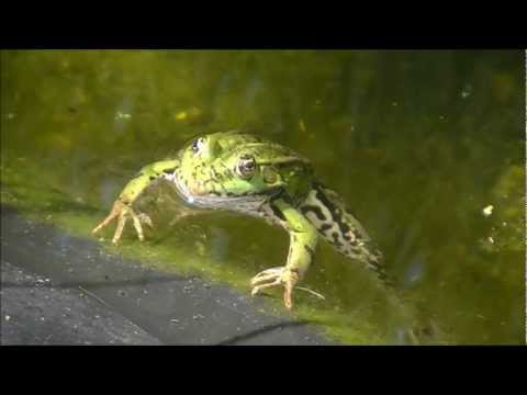 Grenouille verte : Rana kl. esculenta