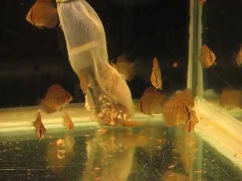 Piwowarski discus red turk 46 days old - YouTube