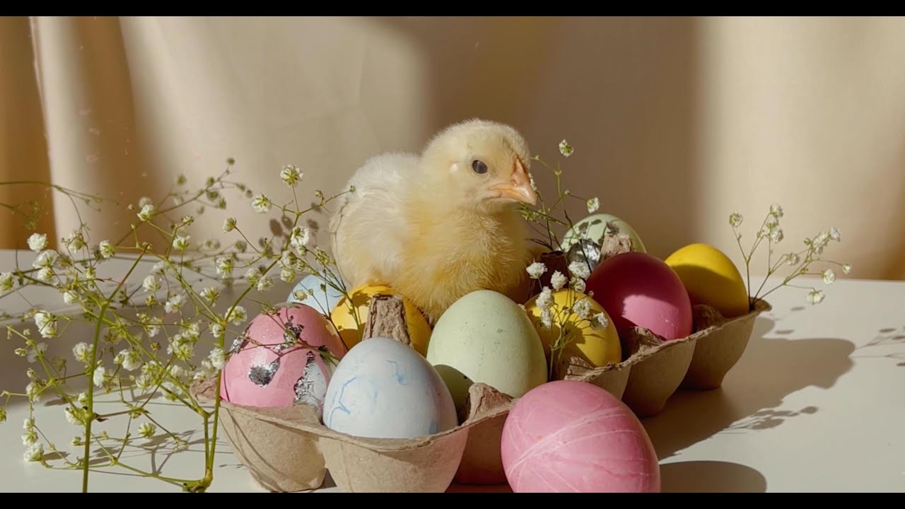 10 Chicken Cute Tidbits - YouTube